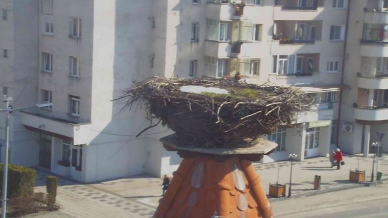 Baisoara – Partia Buscat – Camere Live Romania